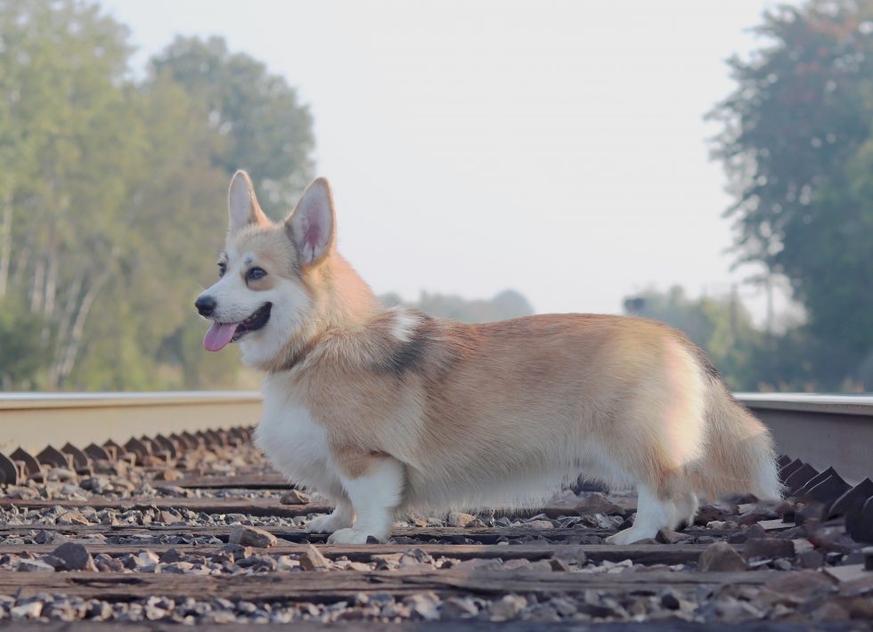 CKC Registered Corgi Breeder - Rail Edge Canada
