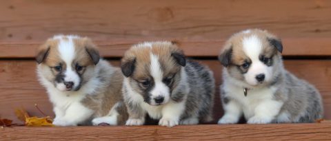 Puppies - Rail Edge - Canadian Kennel Club Registered Corgi Puppies in ...