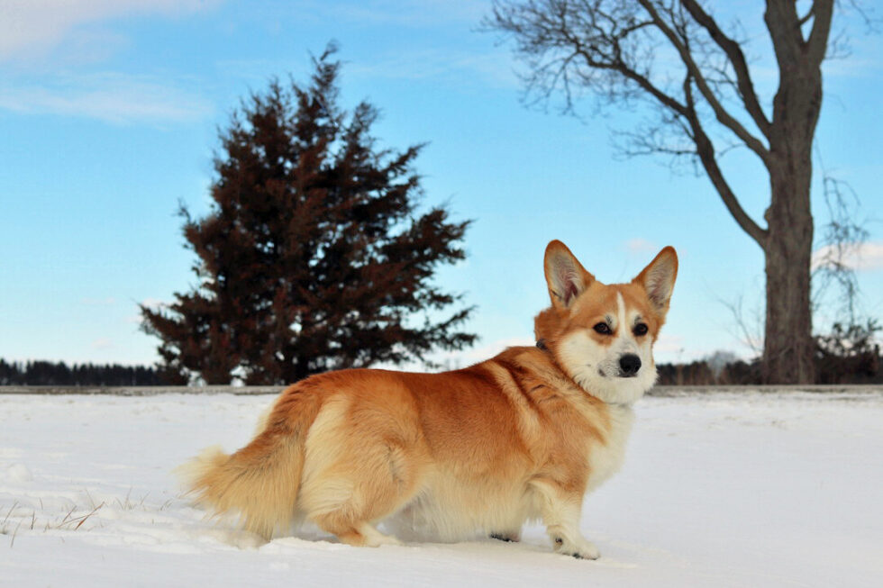 CKC Registered Corgi Breeder - Rail Edge Canada