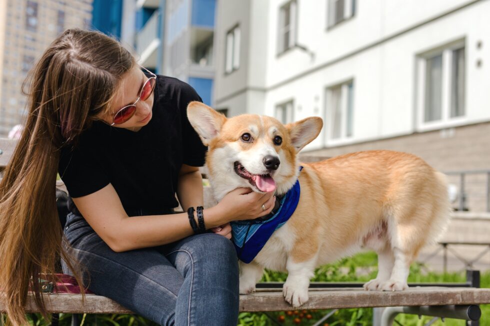 Do Corgis Bond With Just One Person? - Rail Edge - Canadian Kennel Club ...