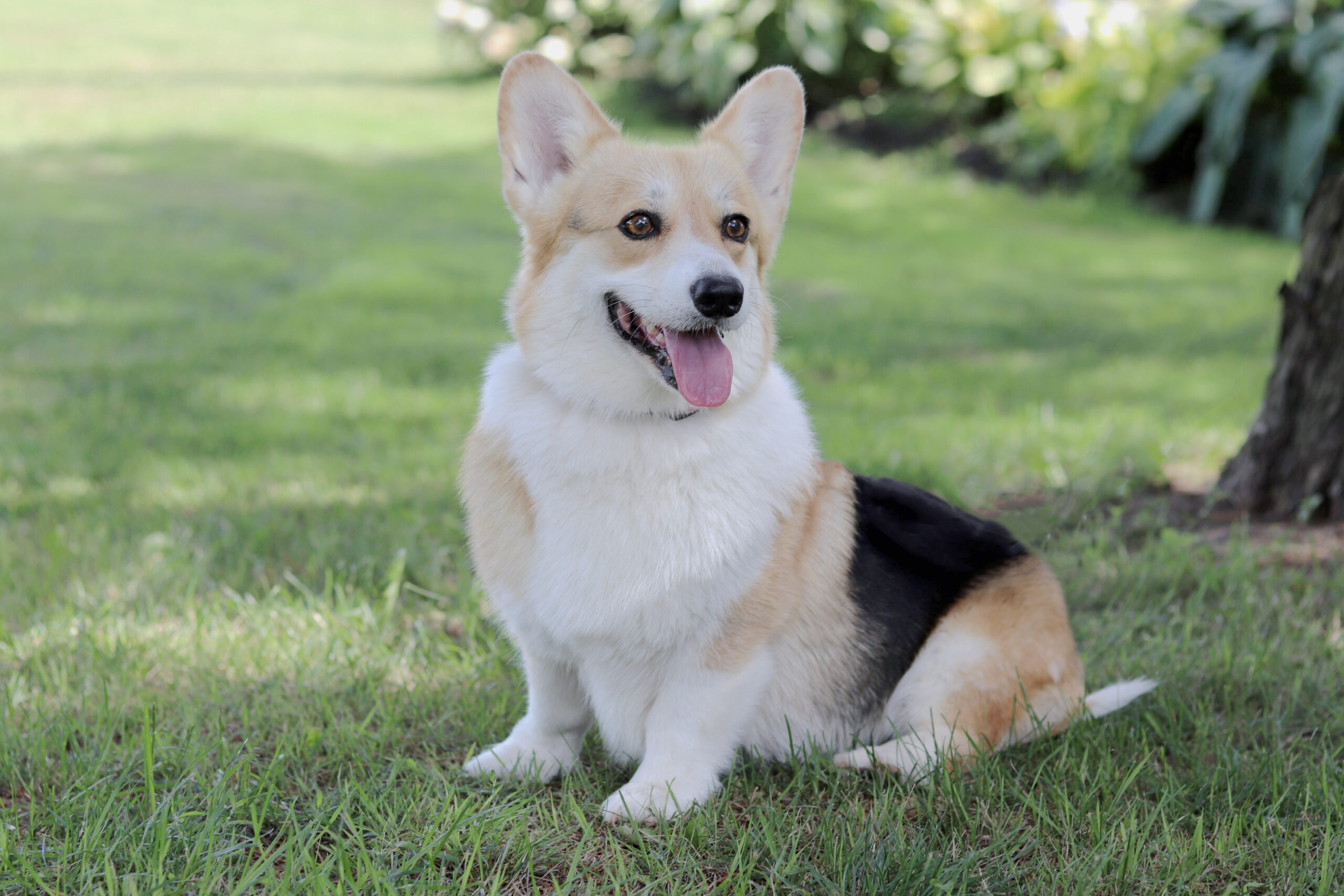 Upcoming Litters - Rail Edge