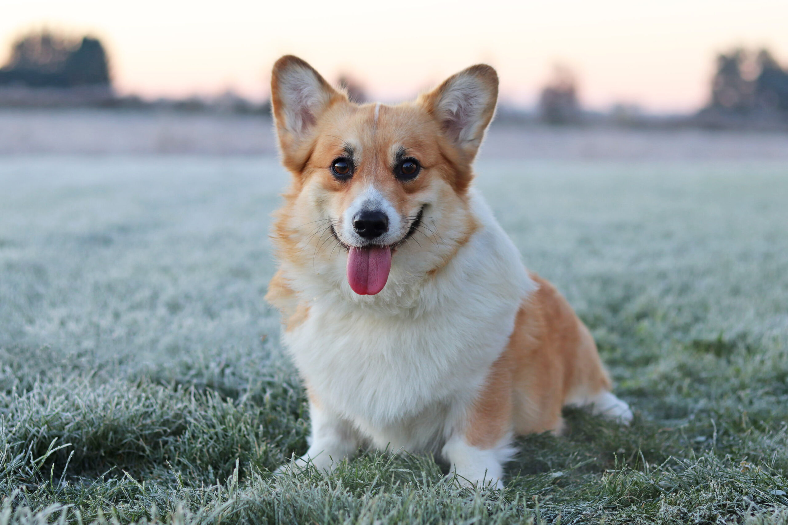 Upcoming Litters - Rail Edge