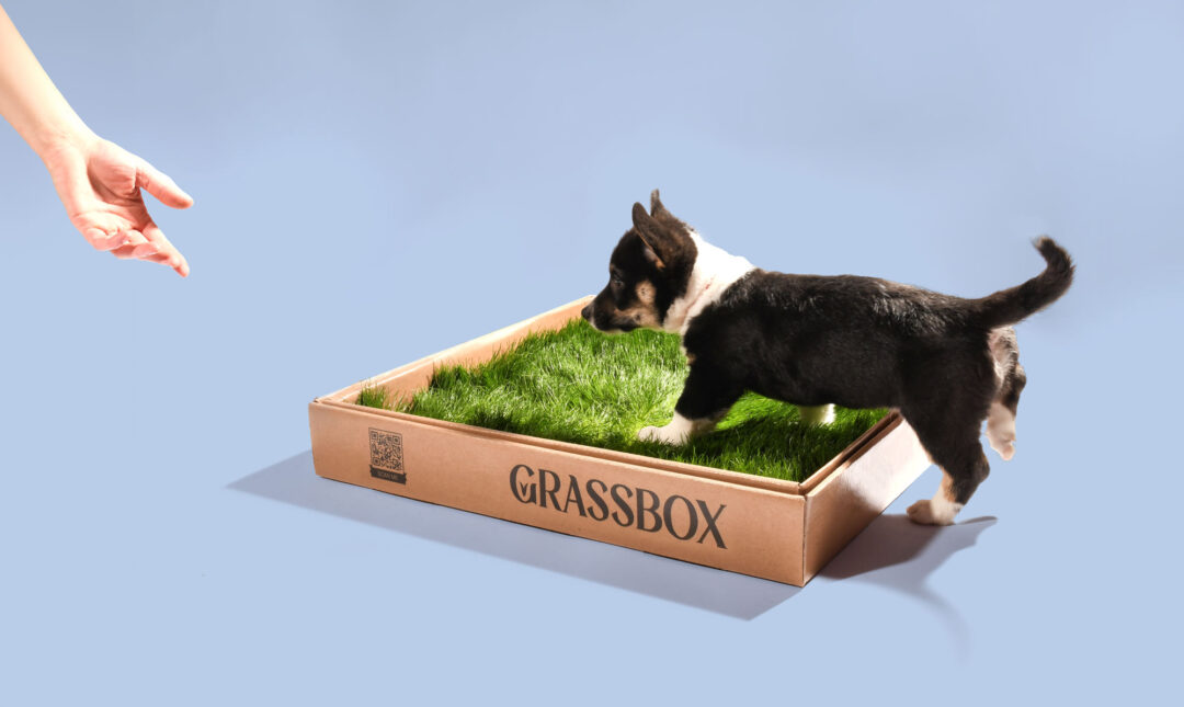 CKC Registered Corgi Breeder - Rail Edge Canada